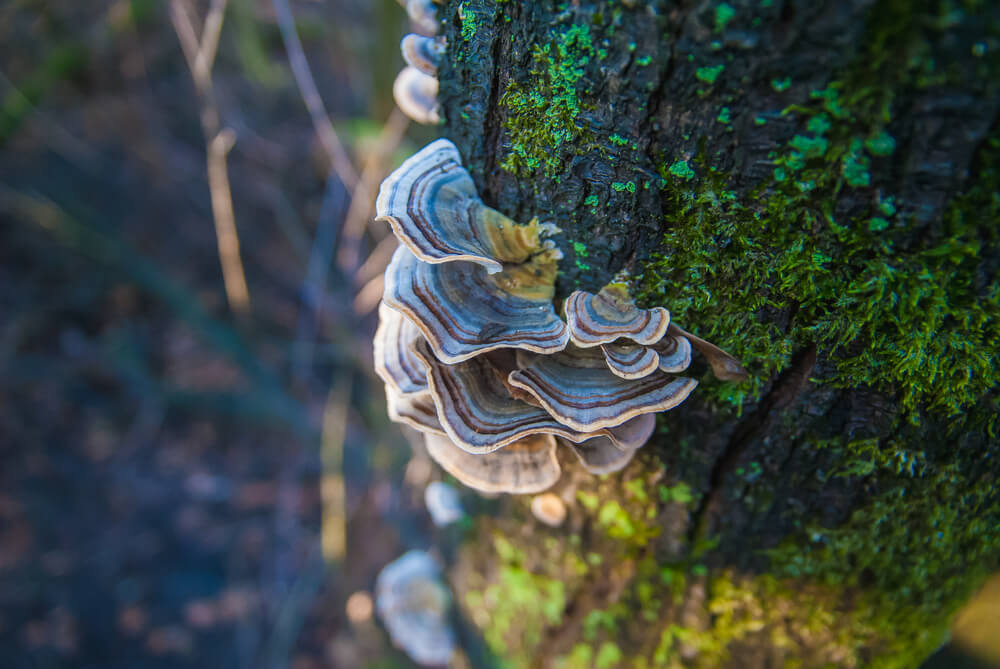 Here’s What You Need To Know About Turkey Tail Extract – Superfoods ...
