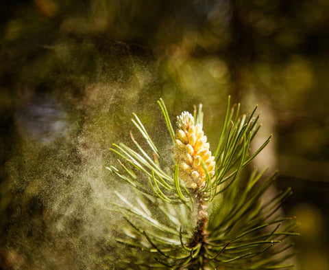What Is Pine Pollen and Its Remarkable Health Benefits? – Superfoods ...
