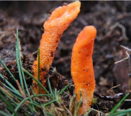 Five Strange and Useful Facts About Cordyceps - Your New Favorite Fung ...
